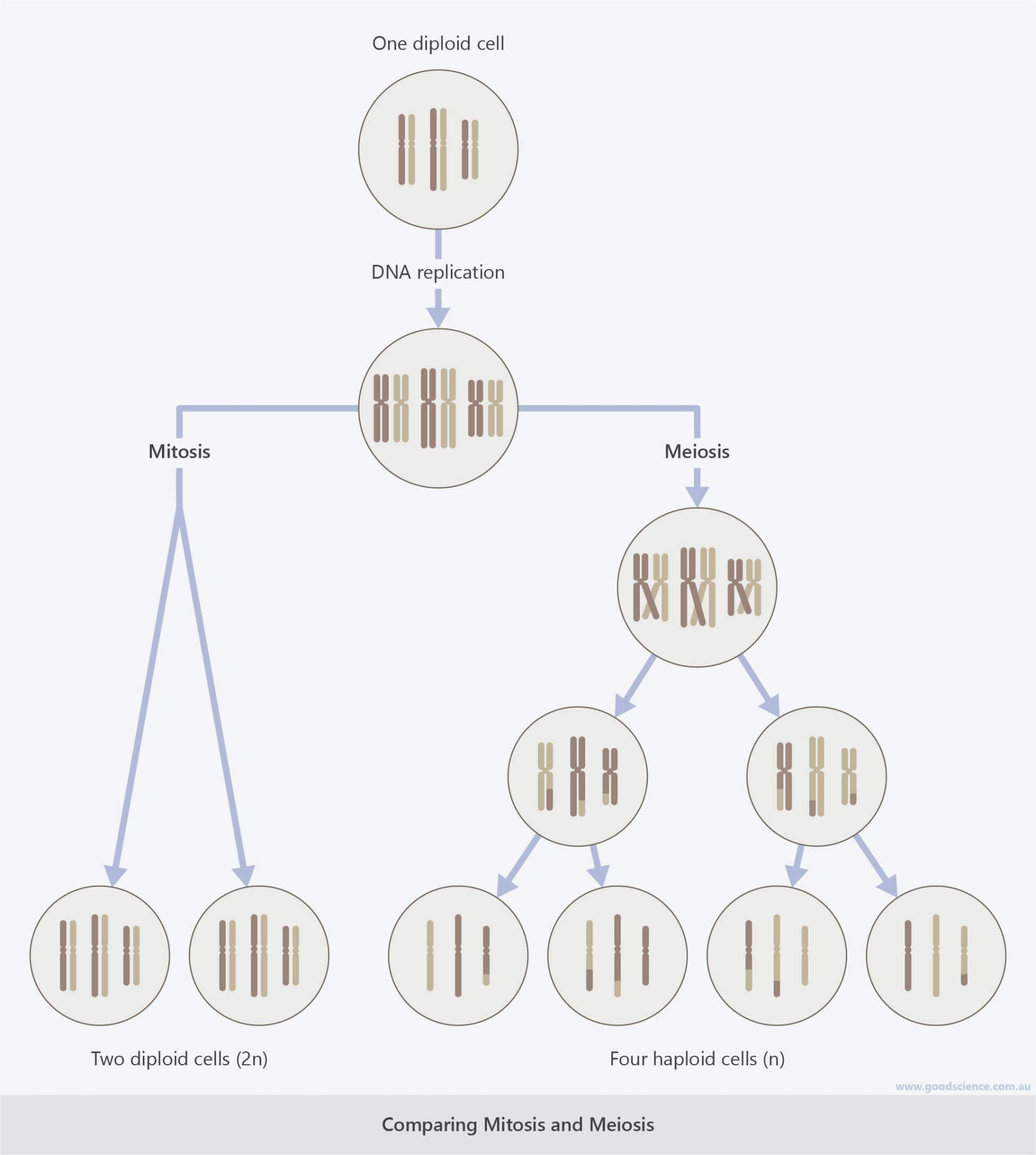 DNA Replication, Mitosis and Meiosis – Lesson Summary | Good Science