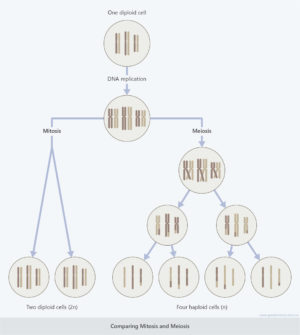 DNA Replication, Mitosis and Meiosis – Lesson Summary | Good Science