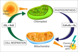 Respiration and Photosynthesis – Lesson Summary | Good Science