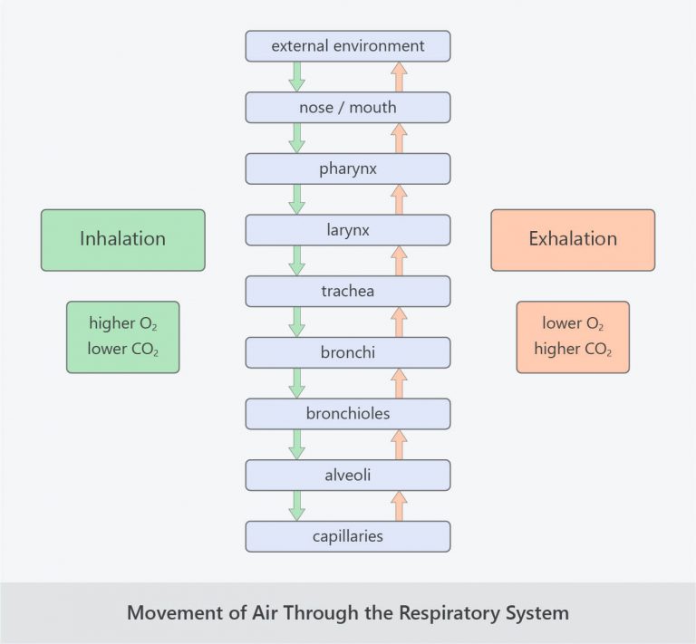 The Respiratory System – Lesson Summary | Good Science