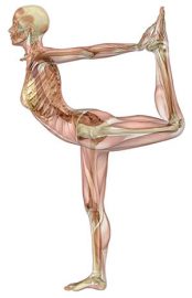 The Musculoskeletal System – Lesson Summary | Good Science