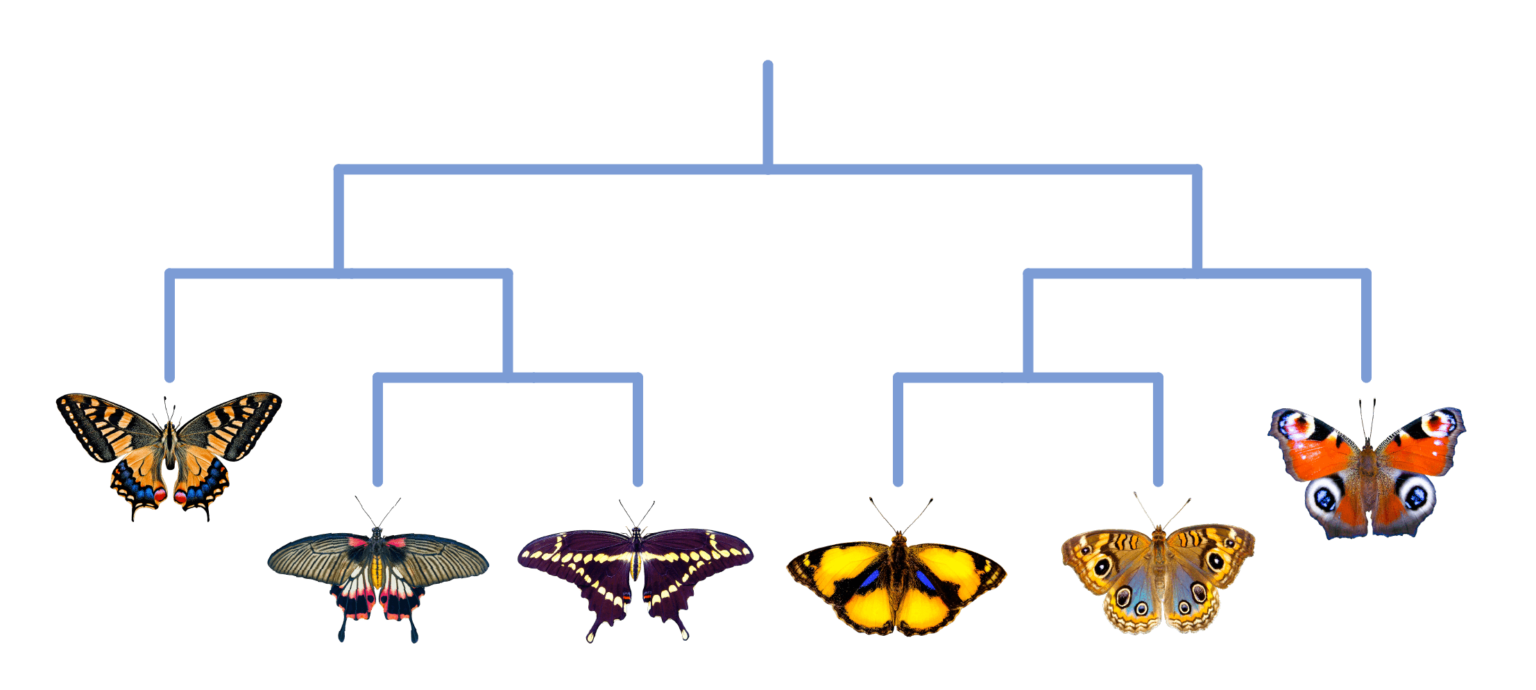 Classification Systems – Lesson Summary | Good Science