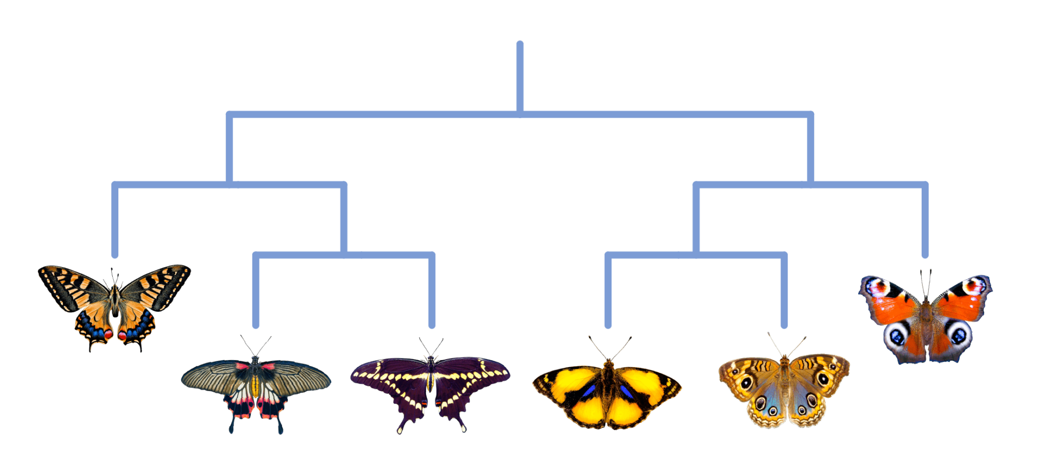 Classification Systems – Lesson Summary | Good Science