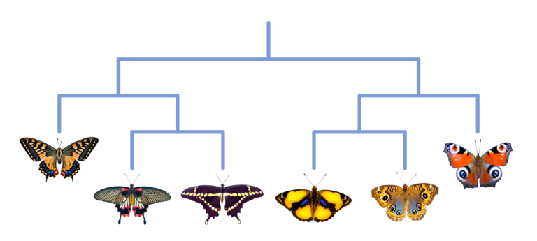 Classification Systems Lesson Summary Good Science