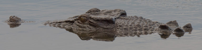 The Animal Kingdom – Vertebrates – Lesson Summary | Good Science