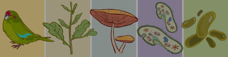 The Five Kingdoms of Living Things – Lesson Summary | Good Science