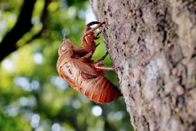 Habitats, Adaptations and Niches – Lesson Summary | Good Science