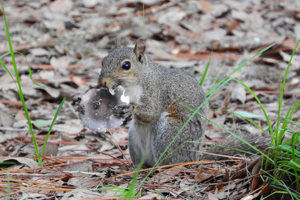 Interactions Between Organisms – Lesson Summary | Good Science