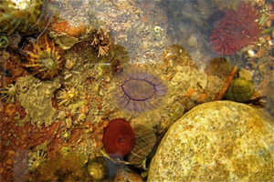 Habitats, Adaptations and Niches – Lesson Summary | Good Science